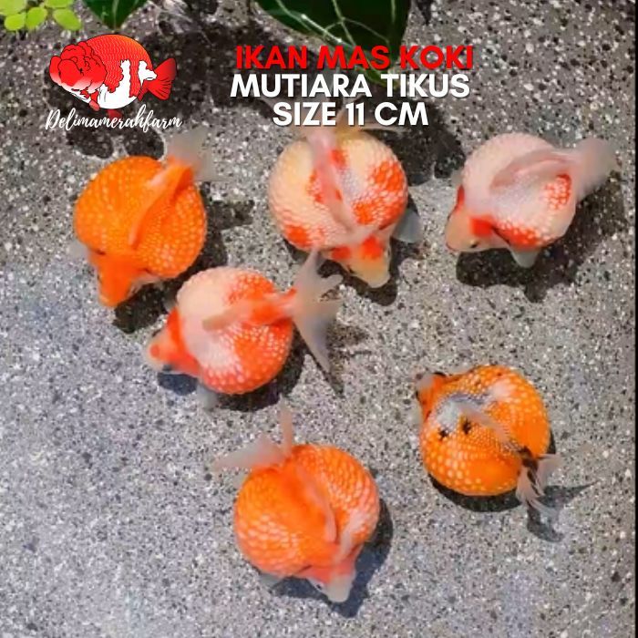 Jual Ikan Mas Koki Mutiara Tikus Ikan Hias Lucu Badan Bulat | Shopee ...