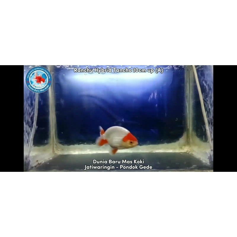 Jual Ikan Mas Koki Ranchu Hybrid Tancho 10cm up | Shopee Indonesia