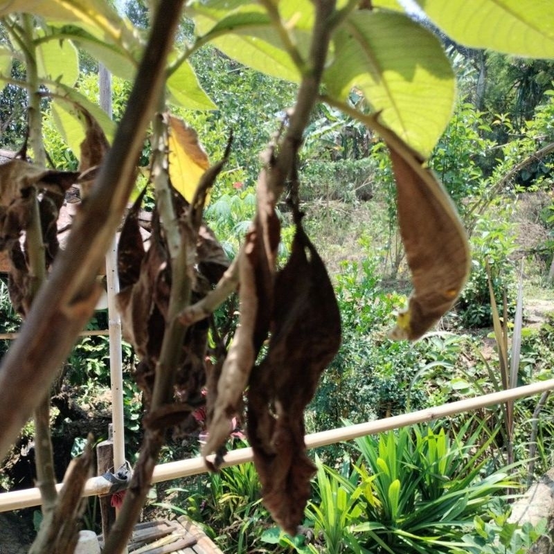 Jual Daun Sembung Kering Dipohon ( Kalakay ) | Shopee Indonesia