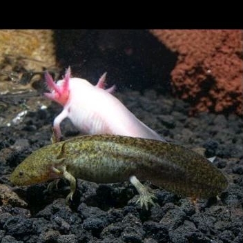 Jual Axolotl salamnder marble | Shopee Indonesia