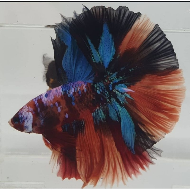 Jual Halmon Multicolour male | Shopee Indonesia