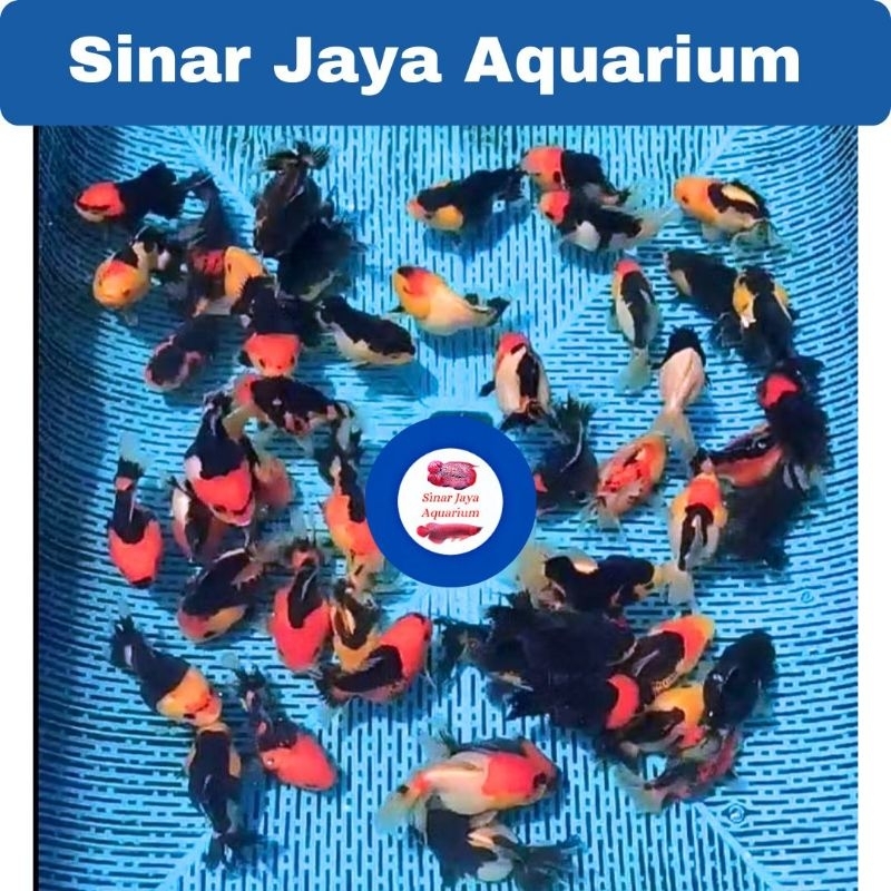 Jual Ikan Mas Koki Oranda Panda 3 co 3 color / Ikan Mas koki Panda ...