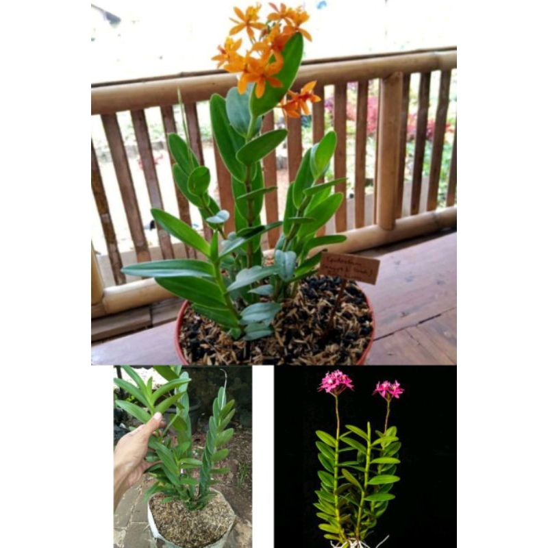 Jual Tanaman Hias Anggrek Epidendrum bunga orange dan ungu | Shopee ...
