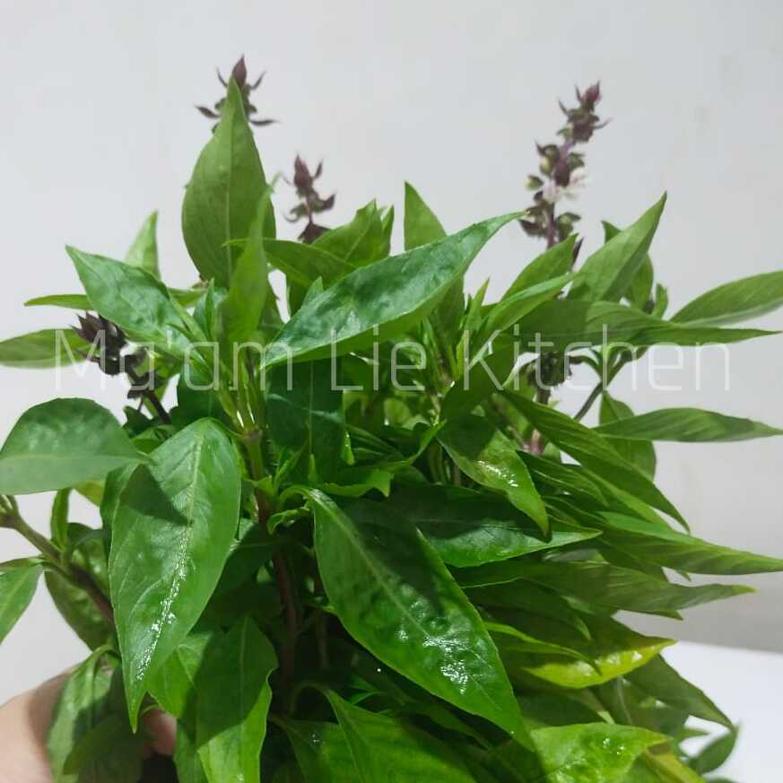 Jual Daun Kemanggi / Kim Muk Fan Khas Kalimantan | Shopee Indonesia