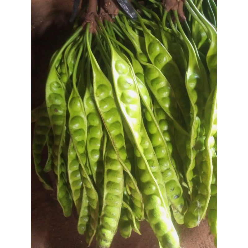 Jual PETE SATUAN 1 PAPAN (1 LONJOR) | Shopee Indonesia