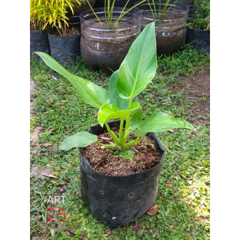 Jual Philodendron Giganteum Marble Philo Marbel Sesuai Foto | Shopee ...
