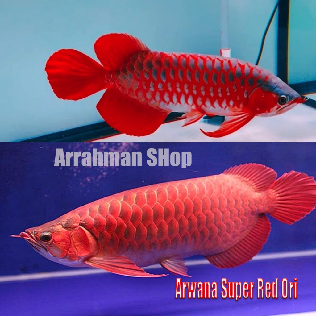 Jual Super red Gen Blood - Arwana Super Red Blood Ekor Lebar Original ...