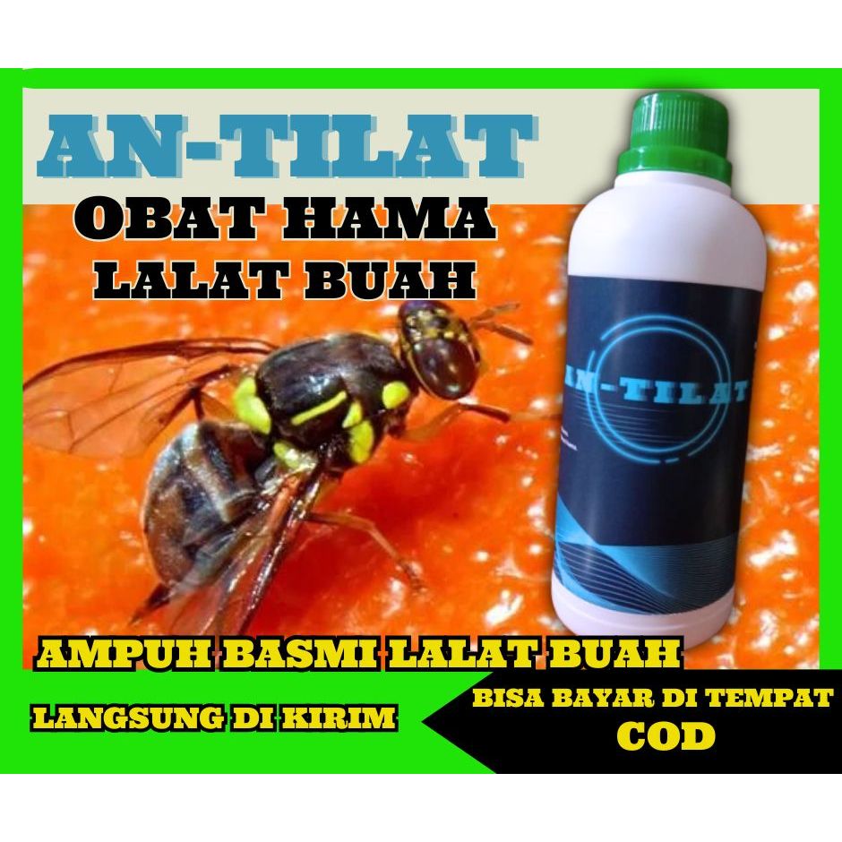 Jual ANTILAT obat lalat buah pada tanaman yang di serang hama lalat ...