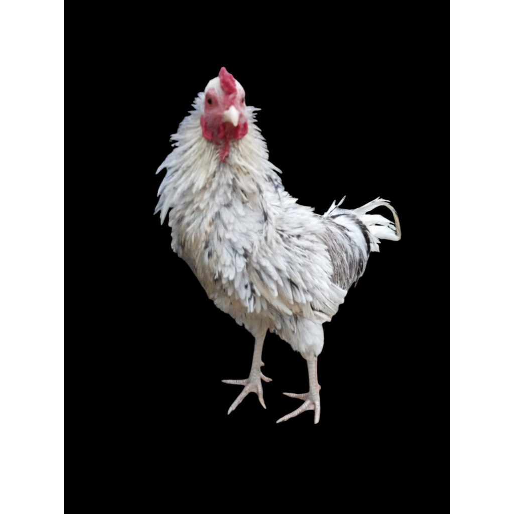 Jual ayam jago bulu walik / ayam bulu terbalik /indukan ayam umur 6 ...