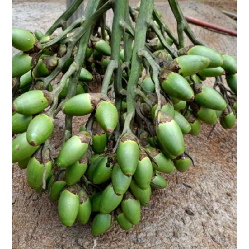Jual buah pinang jambe muda 1kg murah kualitas super | Shopee Indonesia
