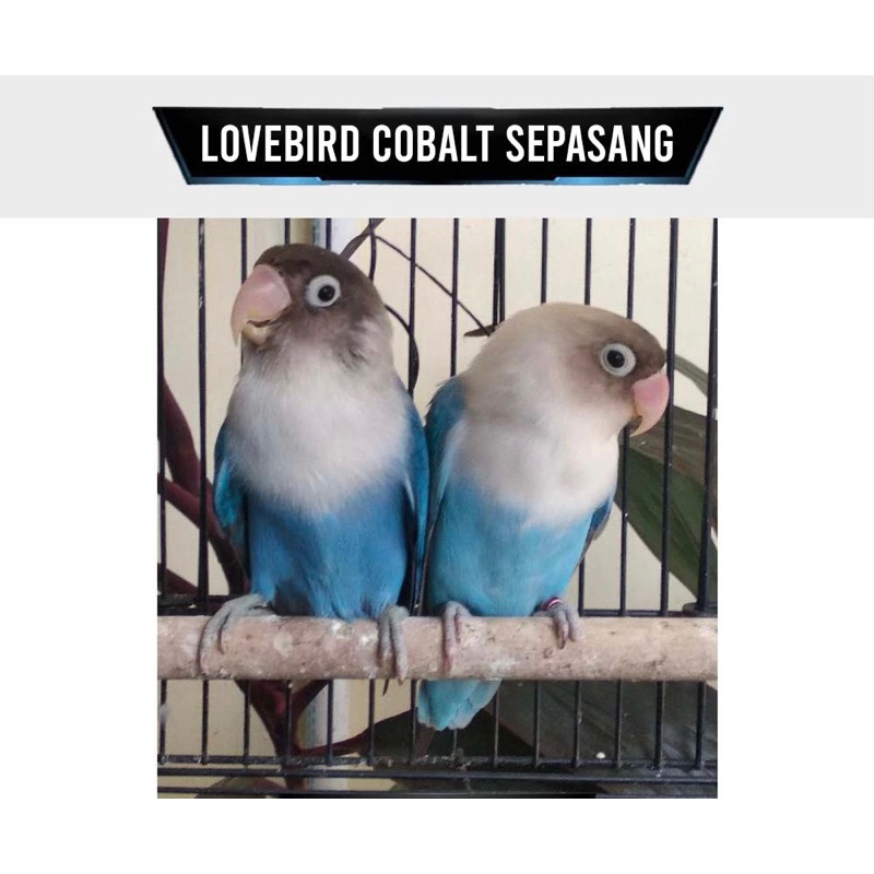 Jual Burung Lovebird Cobalt pilihan super istimewa | Shopee Indonesia