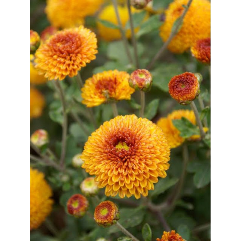 Jual Aster seruni calimero aster mini bunga orange Chrysanthemum ...