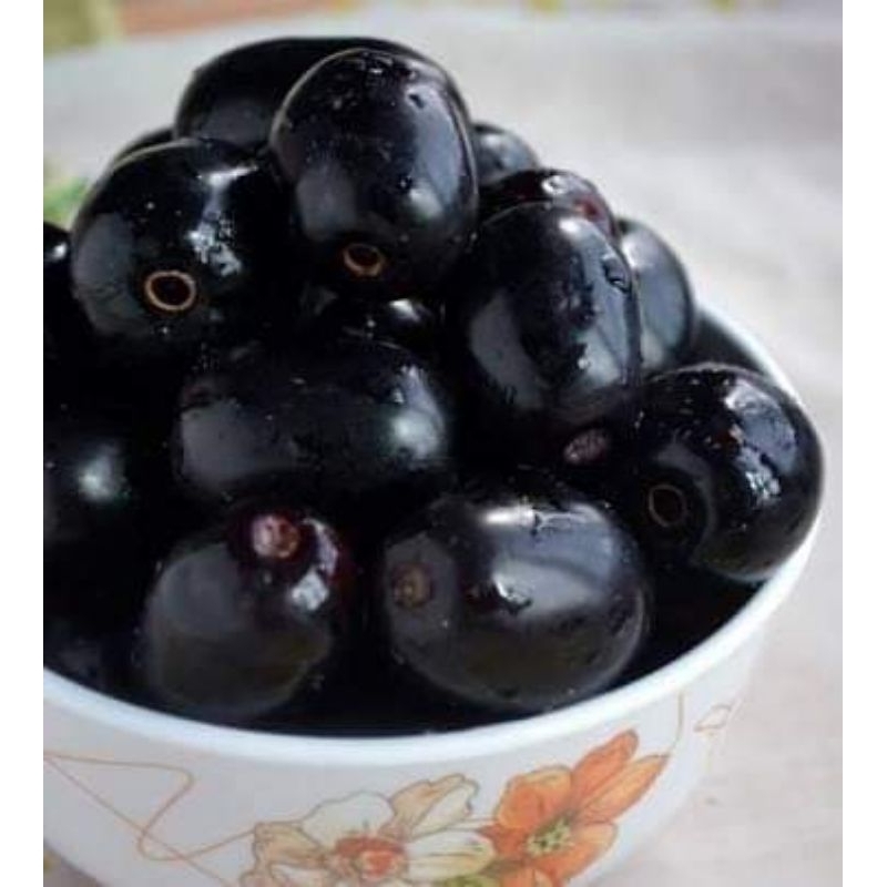 Jual Buah Jamblang/Duwet/Juwet | Shopee Indonesia