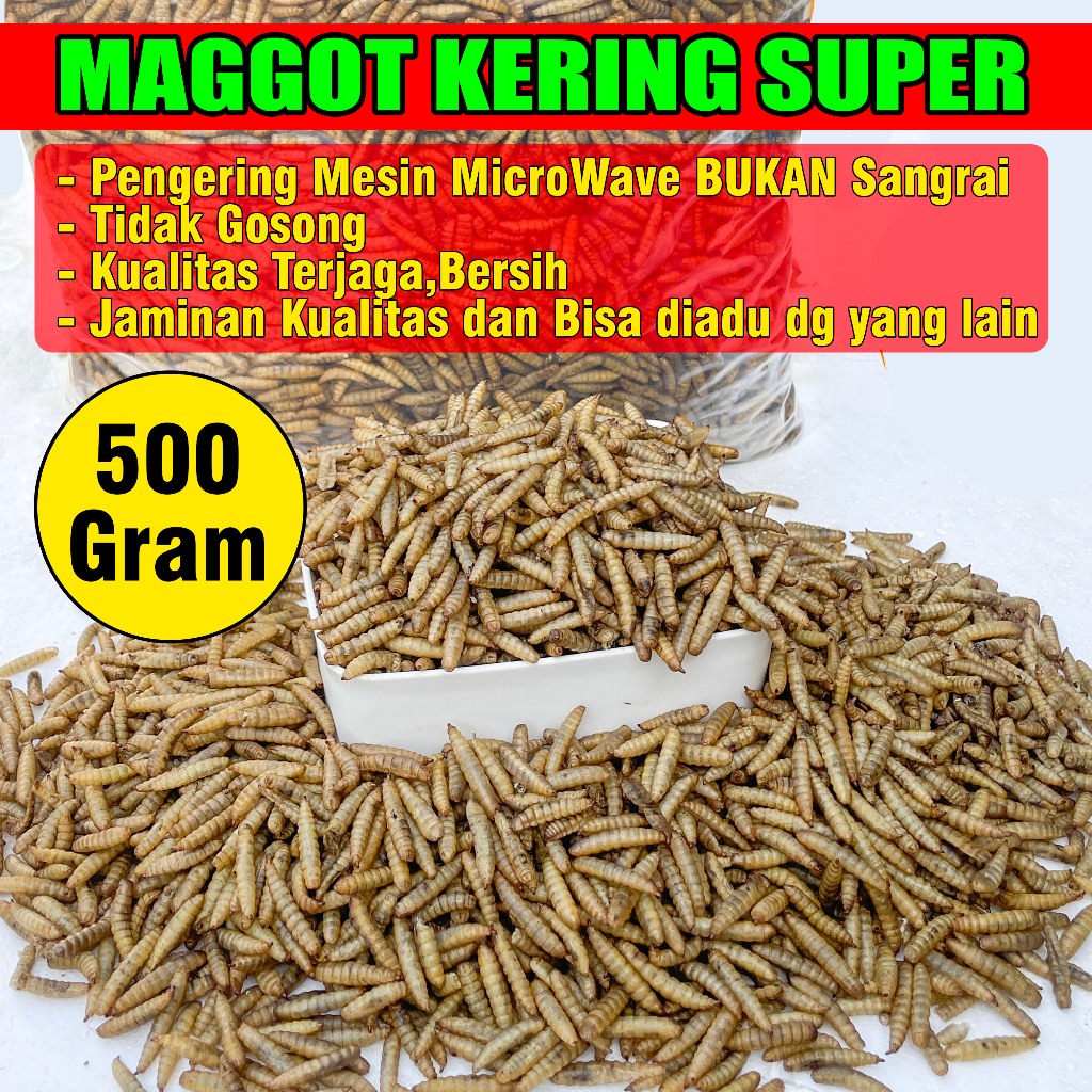 Jual MAGGOT KERING SUPER 500 GRAM [Pakan ikan channa,koki,koi,arwana,kura kura,louhan,lele,nila ...