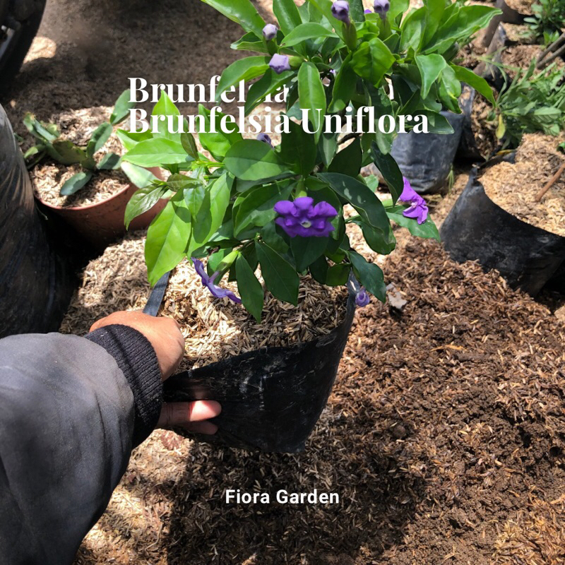 Jual Tanaman Hias Melati Costa / Bunga Melati costa / Brunfelsia ...