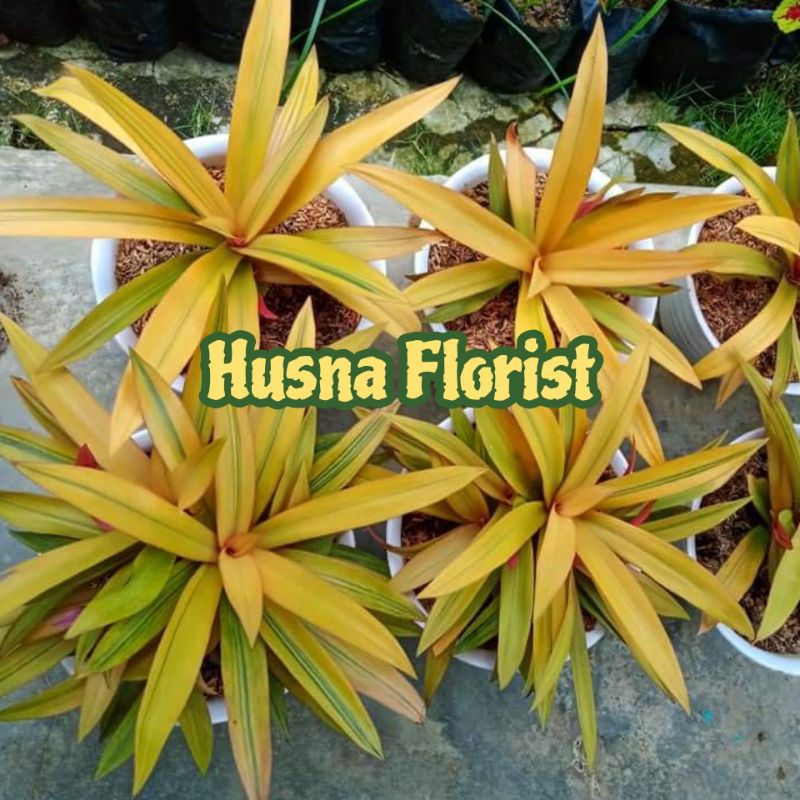 Jual Bunga Adam Hawa Kuning, Variegata dan Hijau | Shopee Indonesia