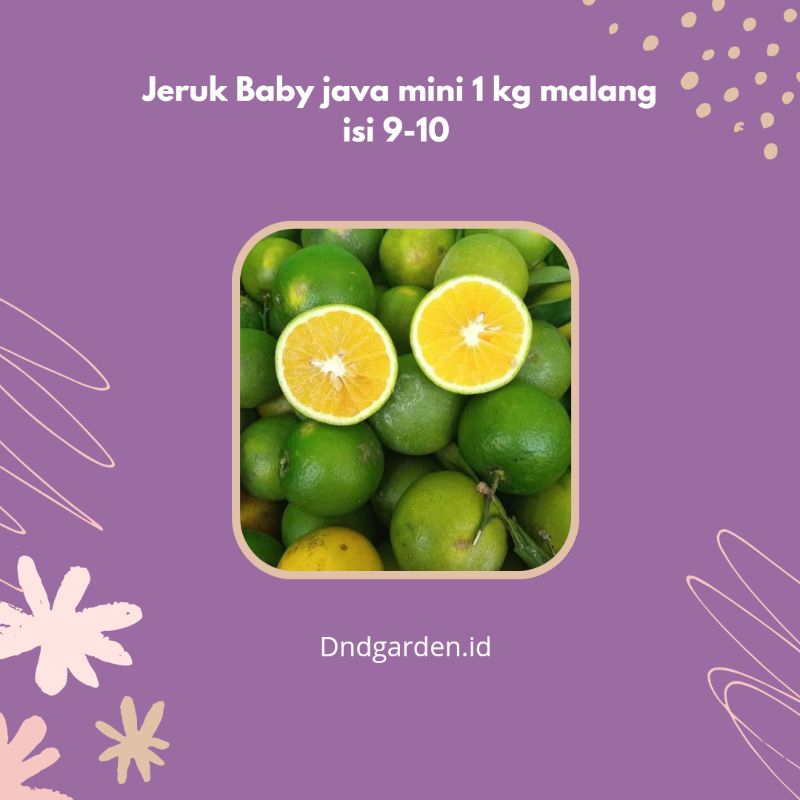 Jual jeruk baby java / baby pacitan / jeruk peras 1 kg malang batu ...
