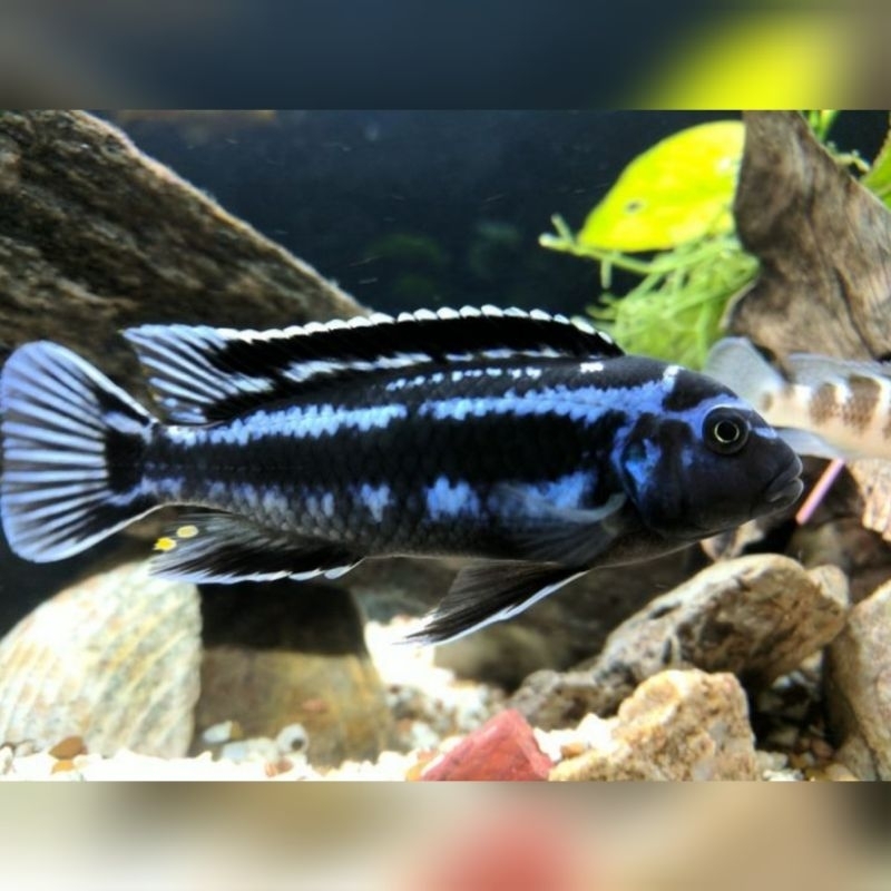 Jual Ikan Hias Johani Cich Tankmate Lemon Hiasan Aquarium Kolam Tank ...