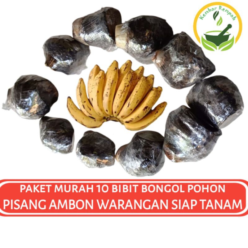 Jual Paket Murah 10 Bibit Bonggol Pisang Ambon Warangan Dongkelan Pohon ...