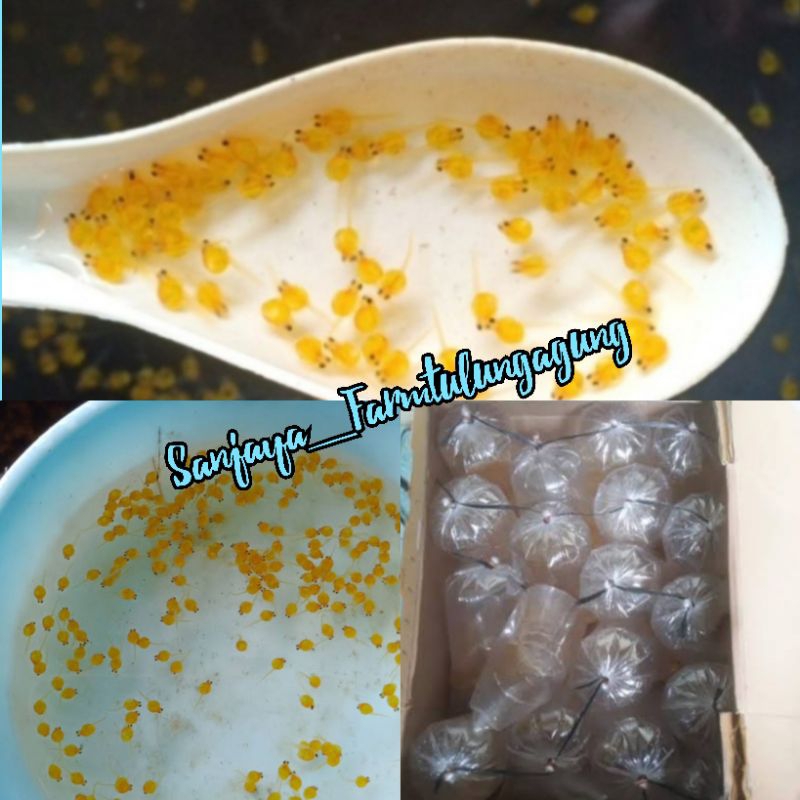 Jual Promo isi 2000 butir telur gurame soang | Shopee Indonesia