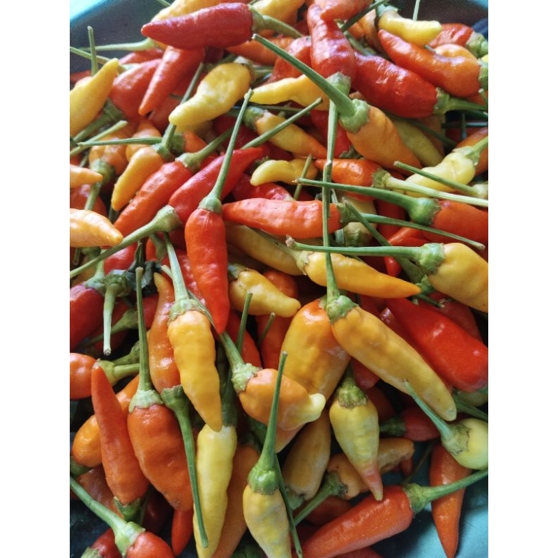 Jual cabe rawit merah 500 gr | Shopee Indonesia