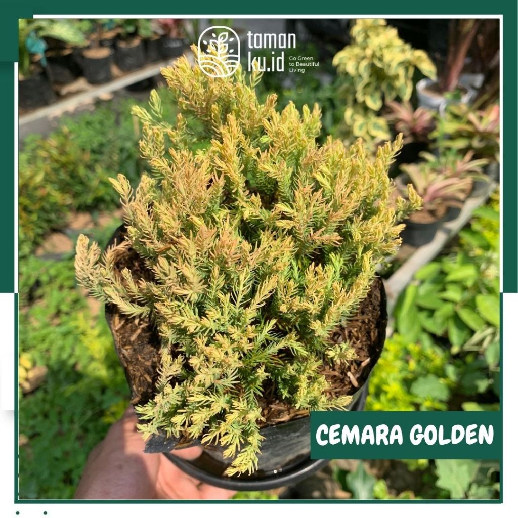 Jual Tanaman Cemara Ren Gold Tanaman Hias Daun Emas Cocok untuk Taman ...