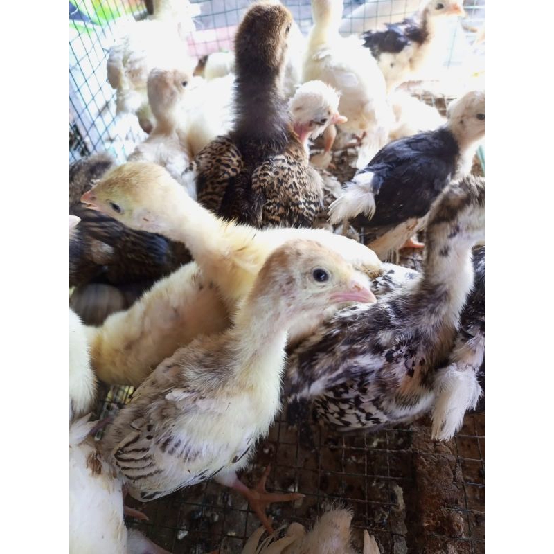 Jual Ayam Kalkun - Ayam Hias Kalkun - Kalkun Asli | Shopee Indonesia