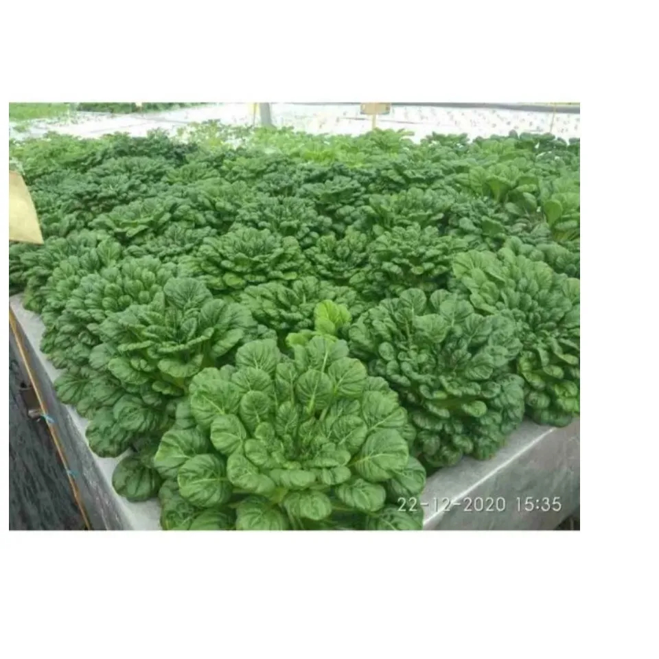 Jual 50 Biji - Benih Sawi Pagoda TA KE CAI Hibrida - Known-You Seed ...