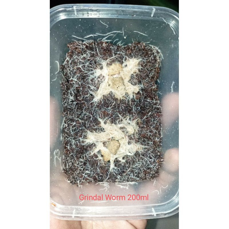 Jual Grindal Worm Paket 300ml | Shopee Indonesia