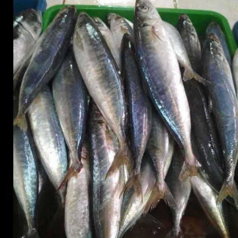 Jual ikan layang kecil 1kg | Shopee Indonesia