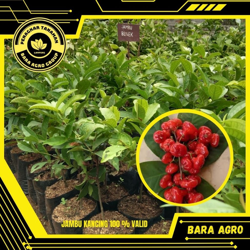 Jual Bibit Jambu Air Benik/Kancing Tanaman Sudah Okulasi Cepat Berbuah ...