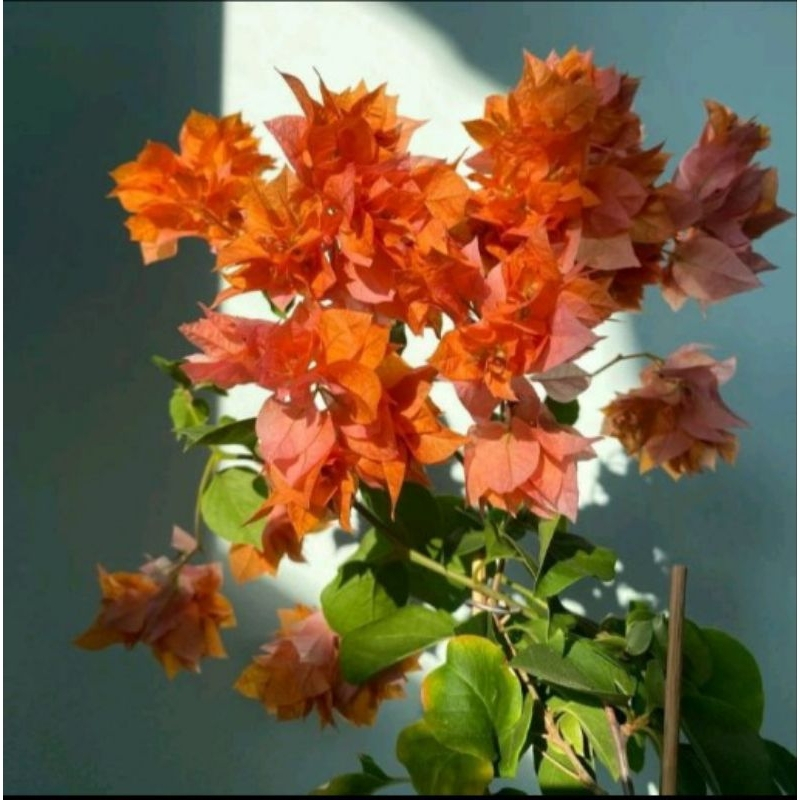 Jual Tanaman Hias Bougenville Oren Tricolor - Sudah Berbunga | Shopee ...