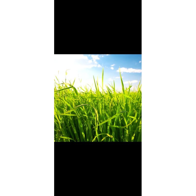 Jual Benih rumput pakan ternak 250gram/Bade/signal grass/Brachiaria ...