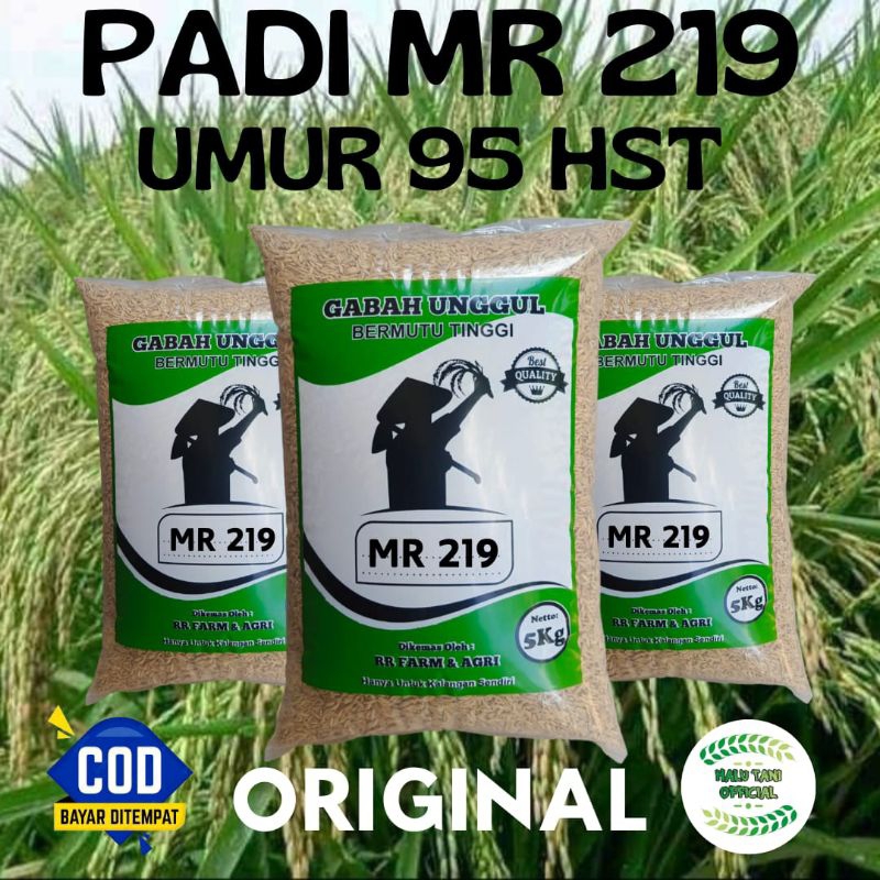 Jual BENIH PADI UNGGUL MR 219 KEMASAN 5KG | Shopee Indonesia