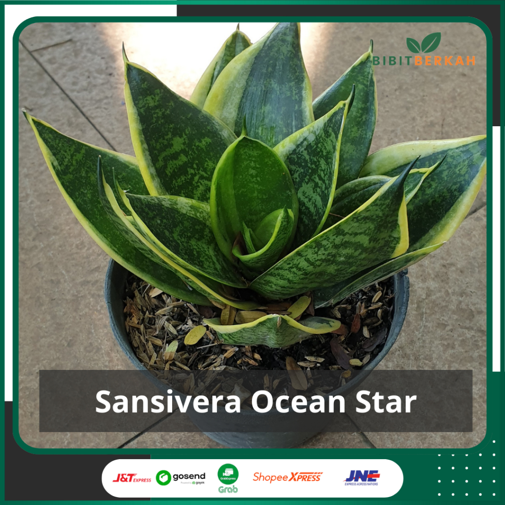 Jual Sansivera ocean star tanaman hias | Shopee Indonesia