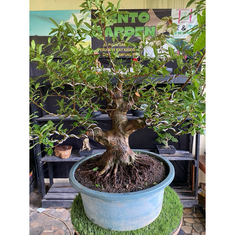 Jual Bonsai Loa | Shopee Indonesia