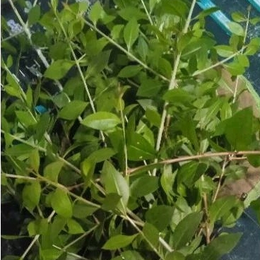 Jual DAUN PACAR KUKU/INAI per 100gram | Shopee Indonesia