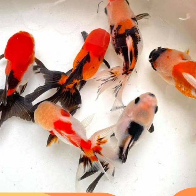 Jual Ikan Hias Koki Gold Fish TriColour Ikan Hias Air Tawar Aquarium ...