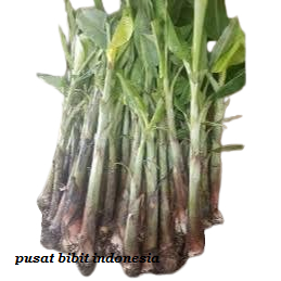 Jual Bibit Tanaman Pisang Raja Bulu Kuning Super | Shopee Indonesia