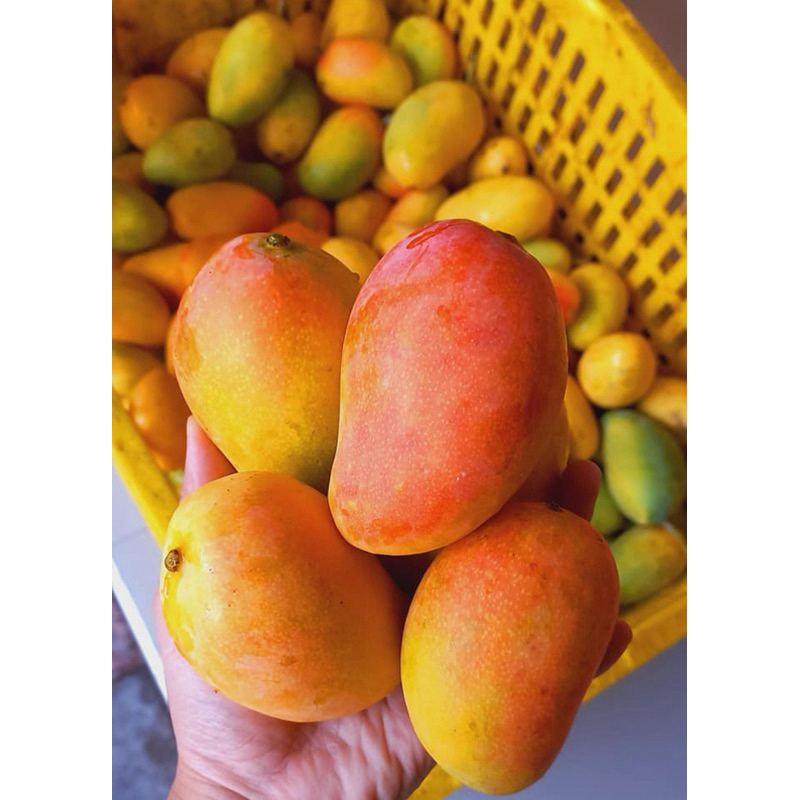 Jual Mangga Podang Gincu Masak Pohon Berat 1 Kg | Shopee Indonesia