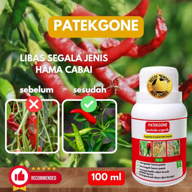 Jual PATEKGONE Fungisida Hayati Obat Hama Penyakit Patek Pada Cabe ...