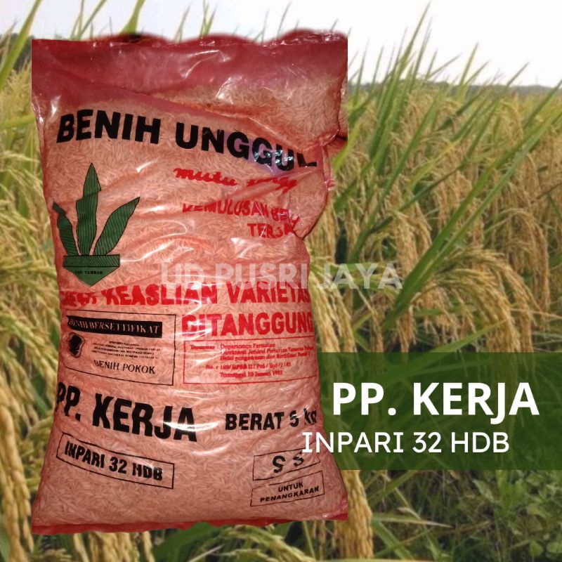 Jual Benih Padi PP. KERJA INPARI 32 HDB kemasan 5 kg | Shopee Indonesia