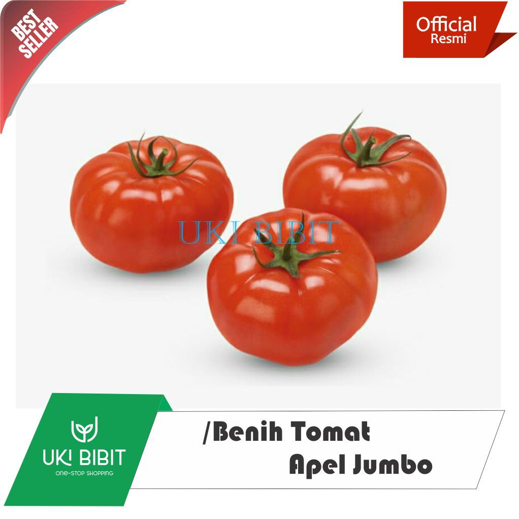 Jual ( 10 Butir ) Benih Biji Tomat Apel Jumbo | Giant Tomato | Shopee ...