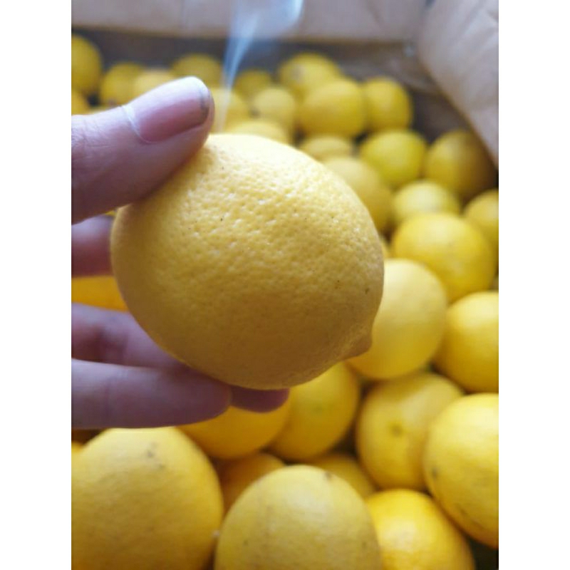 Jual LEMON CALIFORNIA 1 KG ISI 9,10,11,12, 13, 14, 15, 16 biji by ...