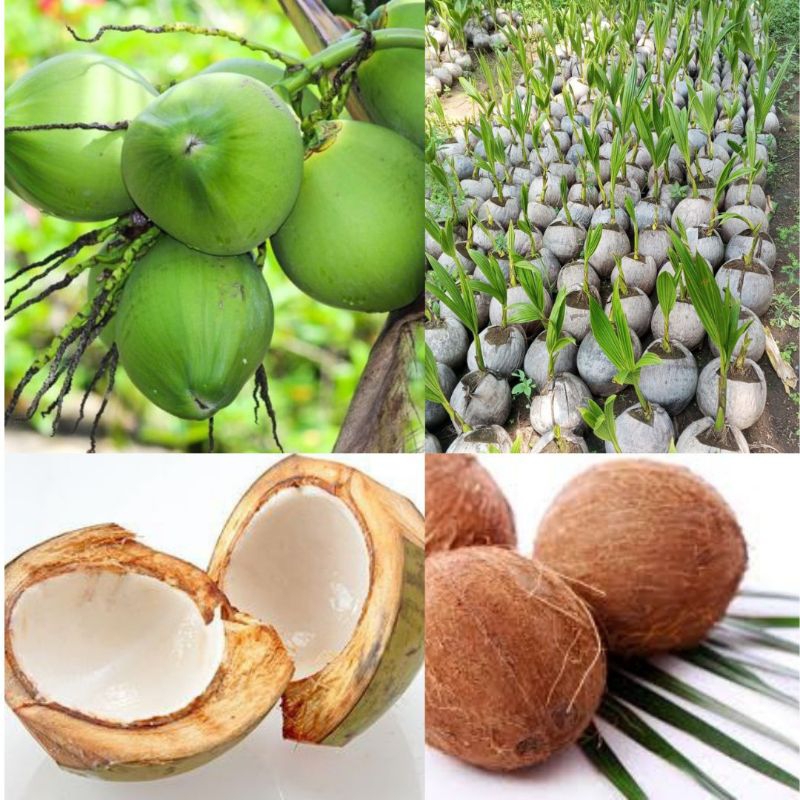 Jual Kelapa Gading Genjah, Kelapa Hijau | Shopee Indonesia
