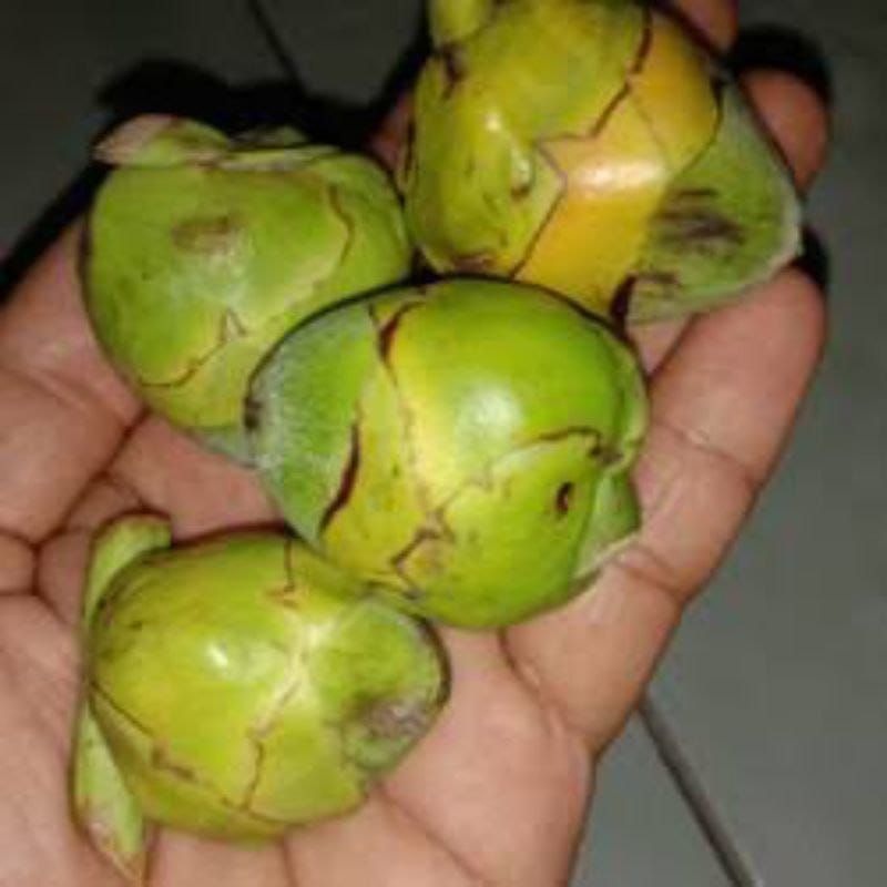Jual Nala kelapa , beluluk kelapa muda fresh isi 12buah obat herbal ...