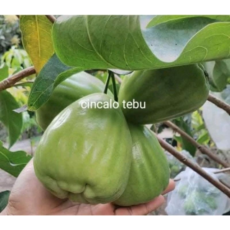 Jual bibit JAMBU AIR CINCALO TEBU batang besar siap berbuah | Shopee ...