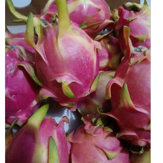 Jual Buah Naga Putih | Shopee Indonesia