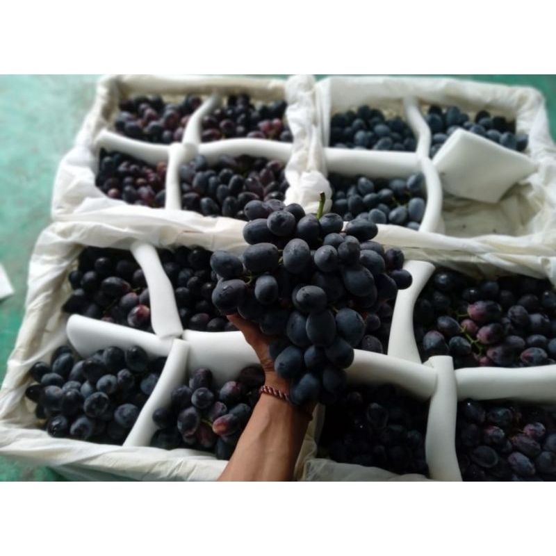Jual buah anggur hitam seedles 1 dus isi 5 kg / buah anggur midnight ...