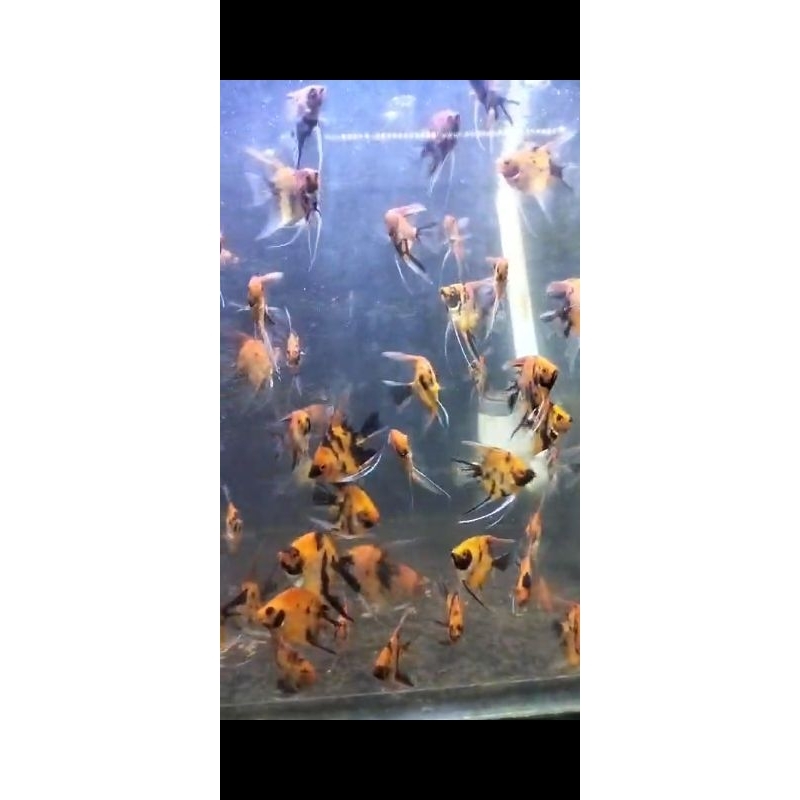 Jual manfish red devil | Shopee Indonesia